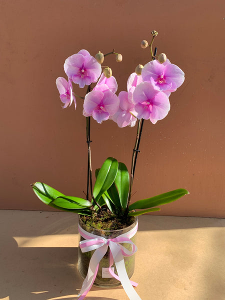 Orchid Plant Delivery Melbourne Same Day | Think Blooms